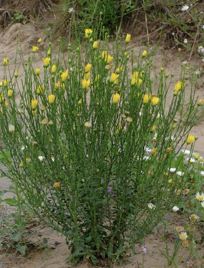 Sleepy Daisy from Jim Hogg County, TX, USA on April 25, 2023 at 12:31 ...