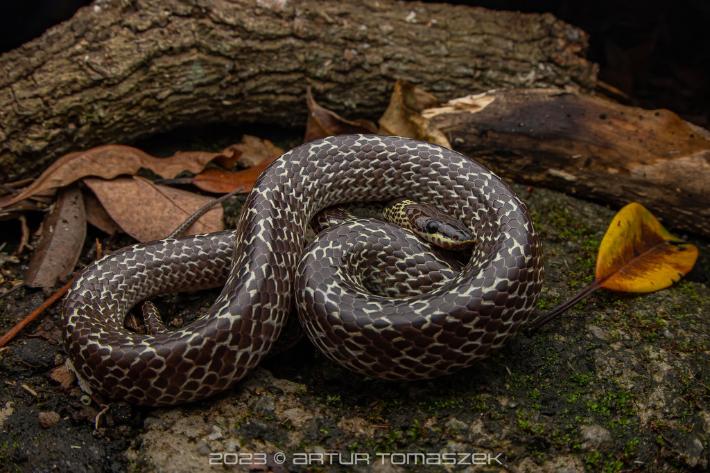 Common Wolf Snake in April 2023 by Artur Tomaszek · iNaturalist