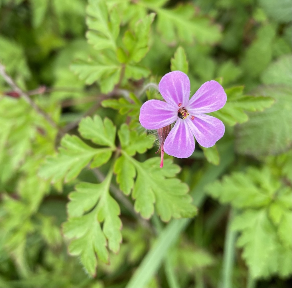 herb Robert from Grande Rue 223 - Tour du Contentin de Berville-sur-Mer ...
