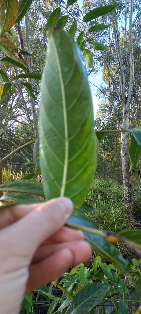 umbrella cheese tree from Thornlands on April 27, 2023 at 07:08 AM by ...