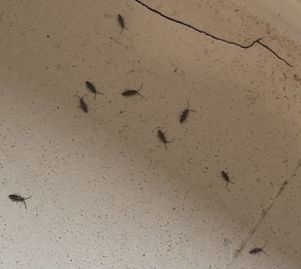 Slender Springtails from Marquette St, University Park, TX, US on April ...