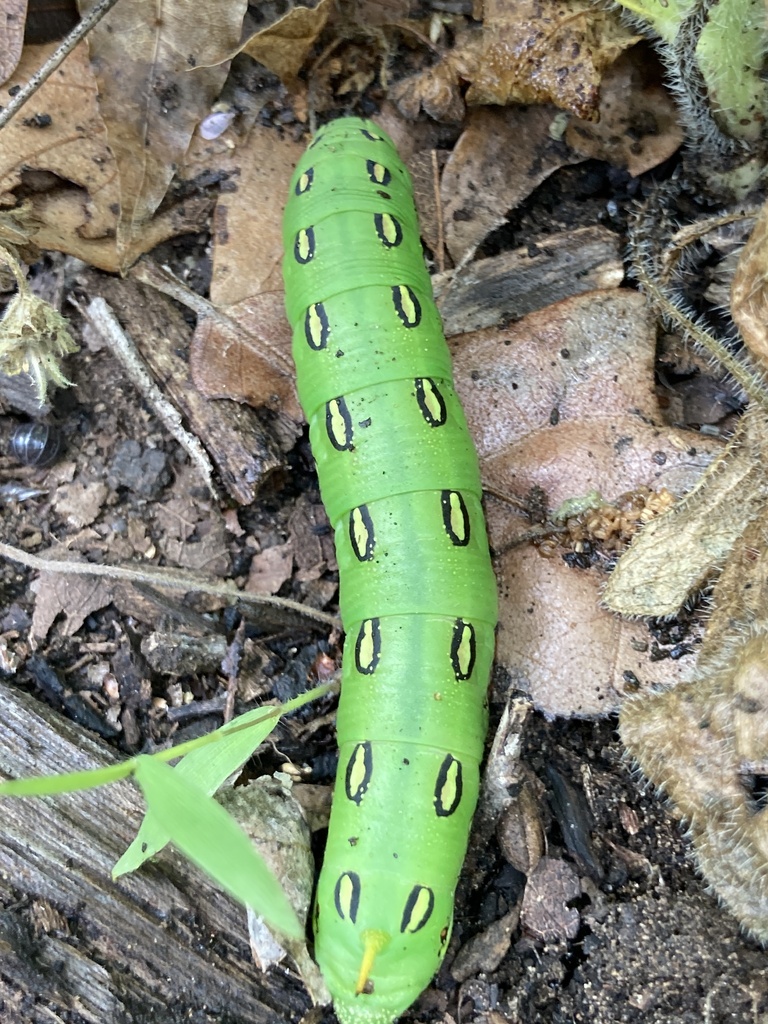 White-lined Sphinx from Carlisle Dr, Lake Dallas, TX, US on April 26 ...