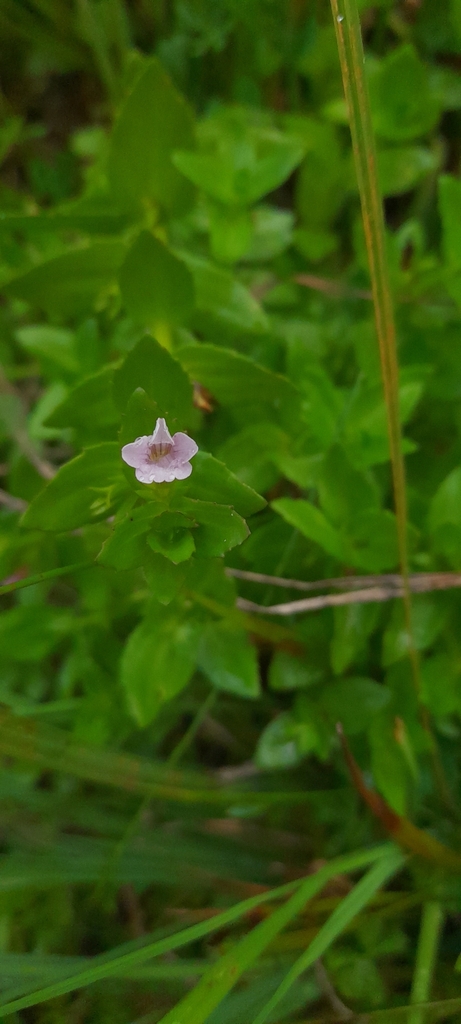 Austral Brooklime from Ganguddy-Dunns Swamp campground, Wollemi ...