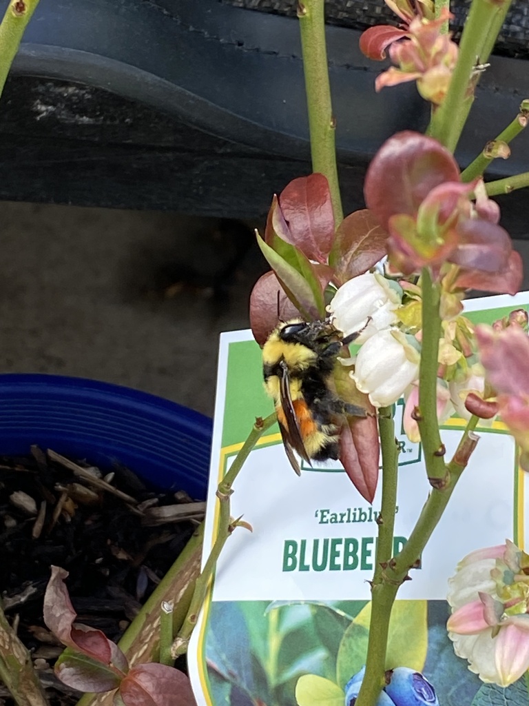Hunt's Bumble Bee from W 121st Ave, Broomfield, CO, US on April 26 ...