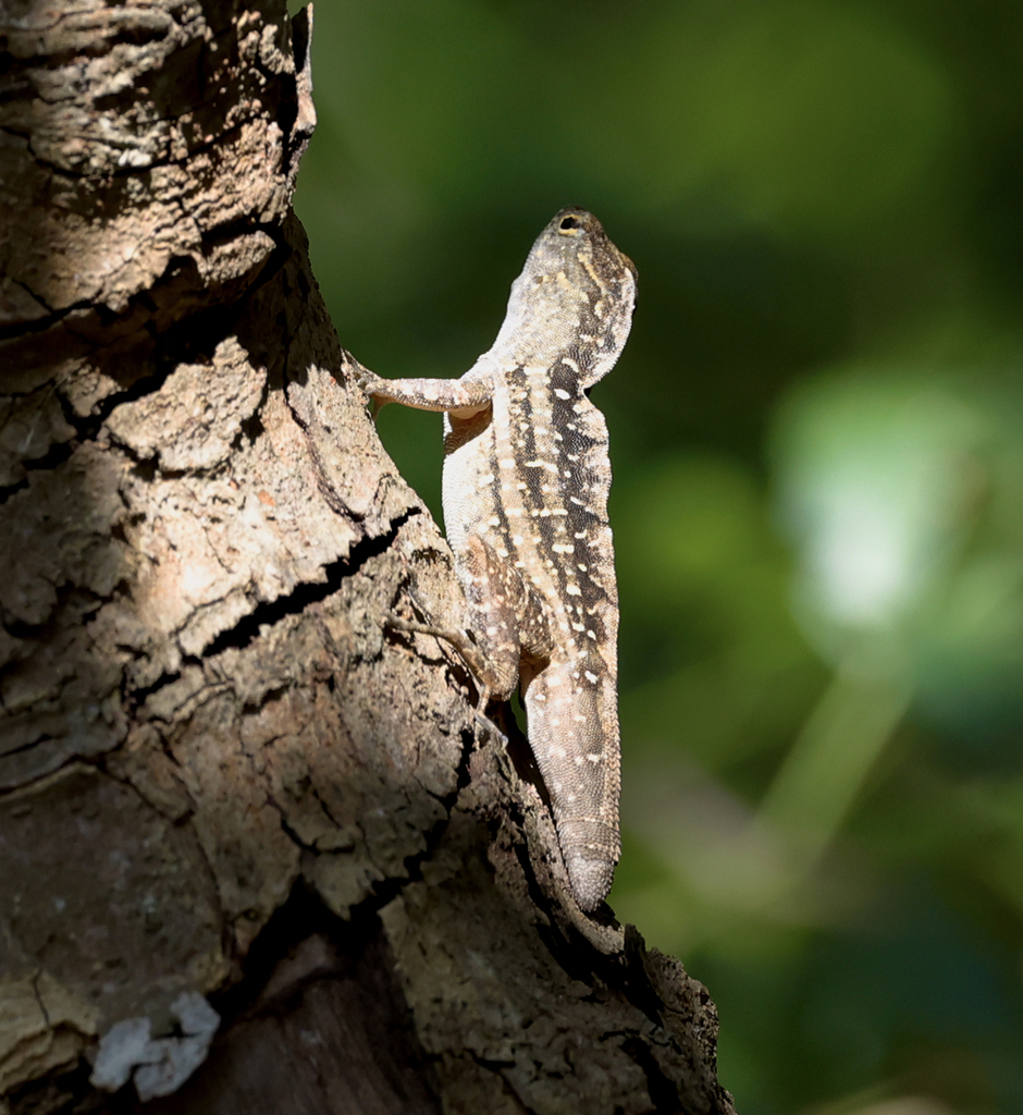 Bark Anole from Key West, FL 33040, USA on April 26, 2023 at 07:18 AM ...