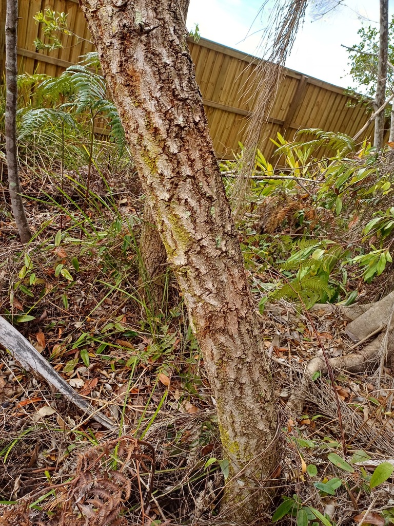Something from Sunshine Coast QLD, Australia on April 24, 2023 at 11:50 ...