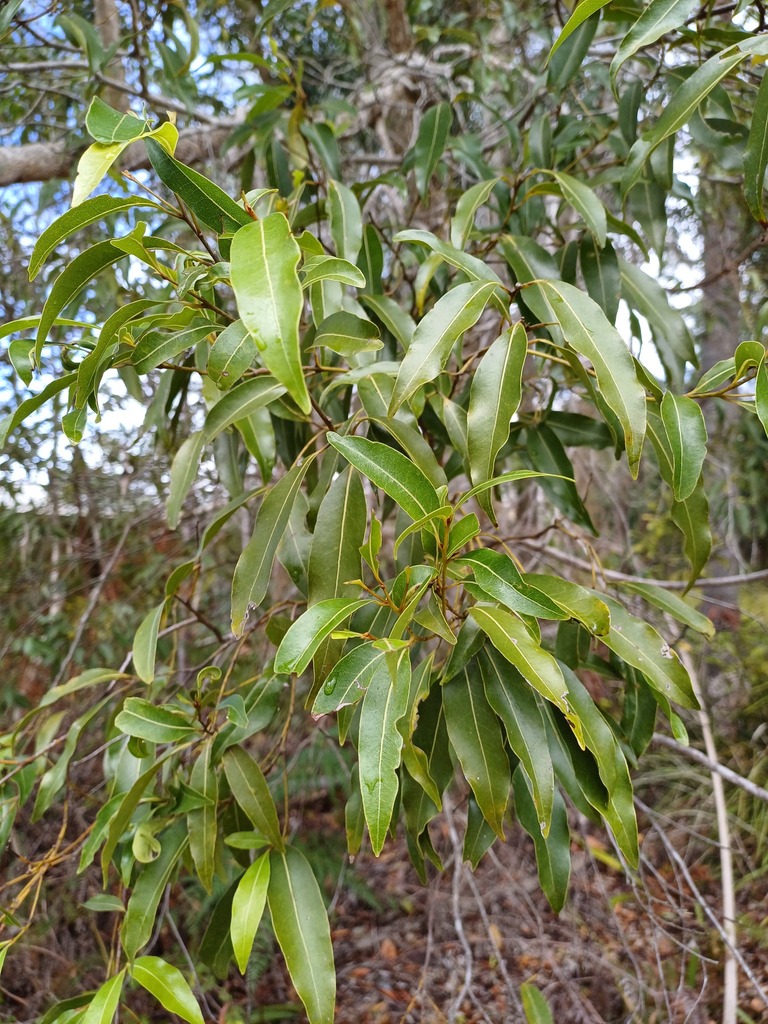 Endiandra sieberi from Sunshine Coast QLD, Australia on April 24, 2023 ...