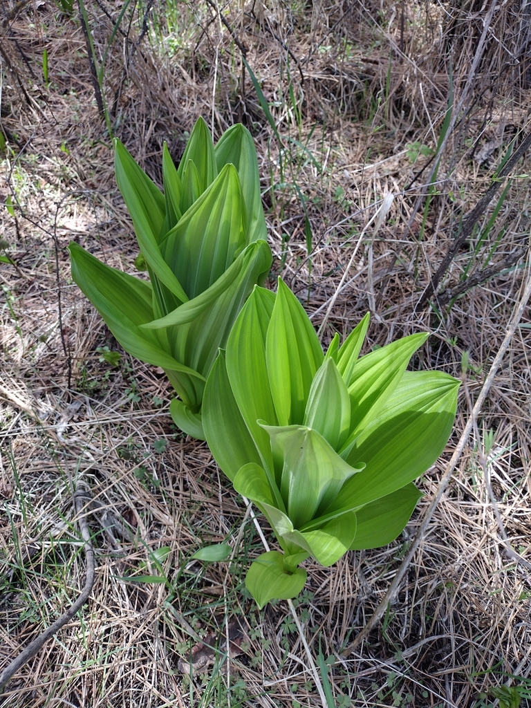 Corn Lily from Moscow, ID 83843, USA on April 26, 2023 at 12:44 PM by ...