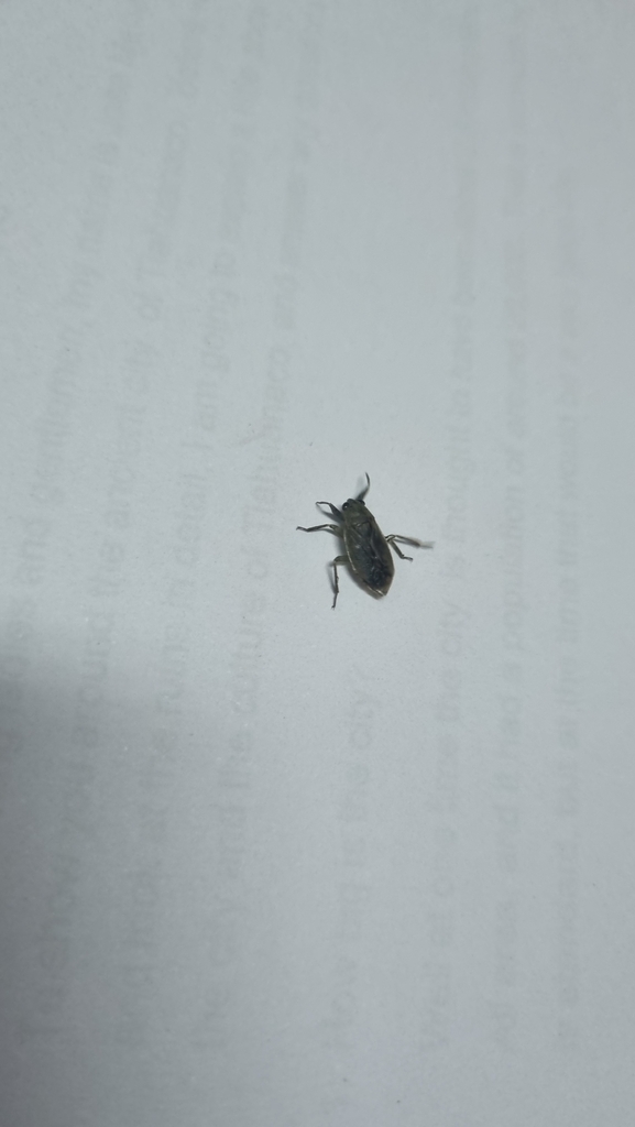 Giant Water Bugs from 54Q4+HP8, Trinidad, Bolivia on April 26, 2023 at ...