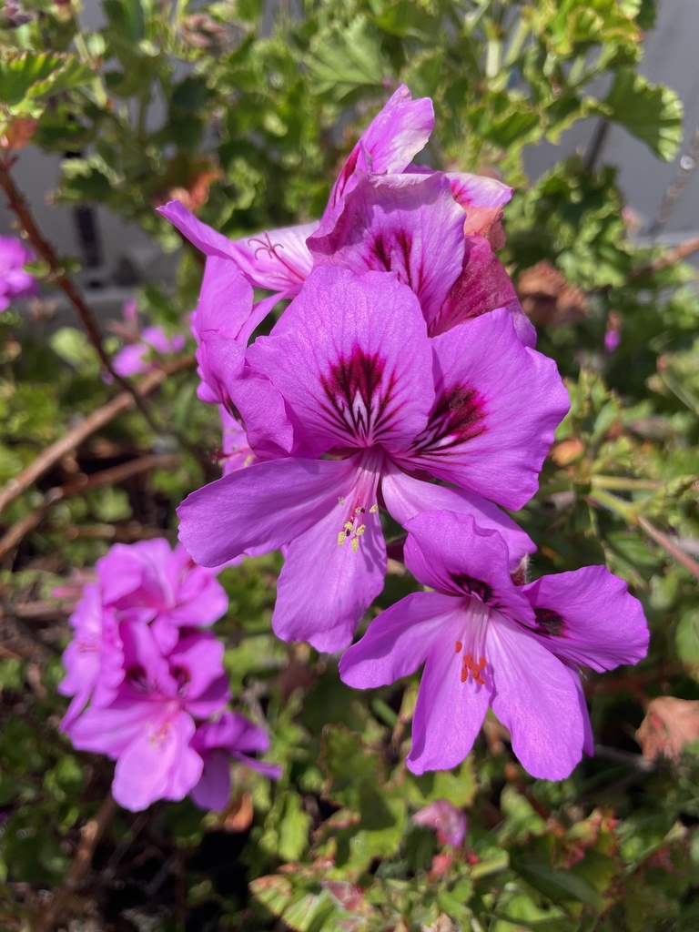 geraniums and storksbills from El Camino Real, South San Francisco, CA ...