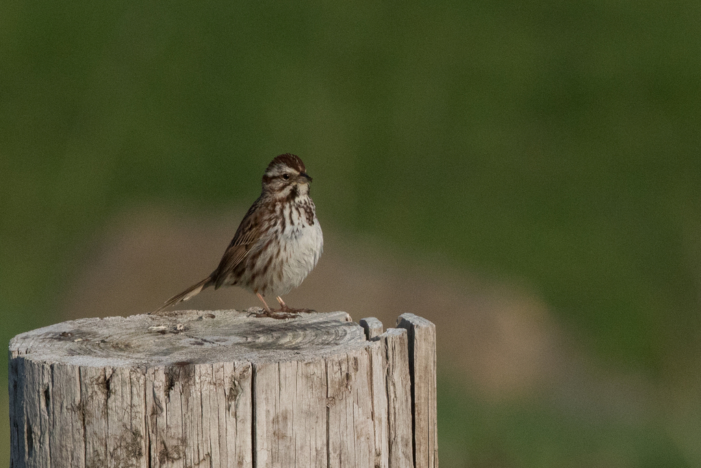 Song Sparrow from Washington County, VT, USA on April 26, 2023 at 05:16 ...