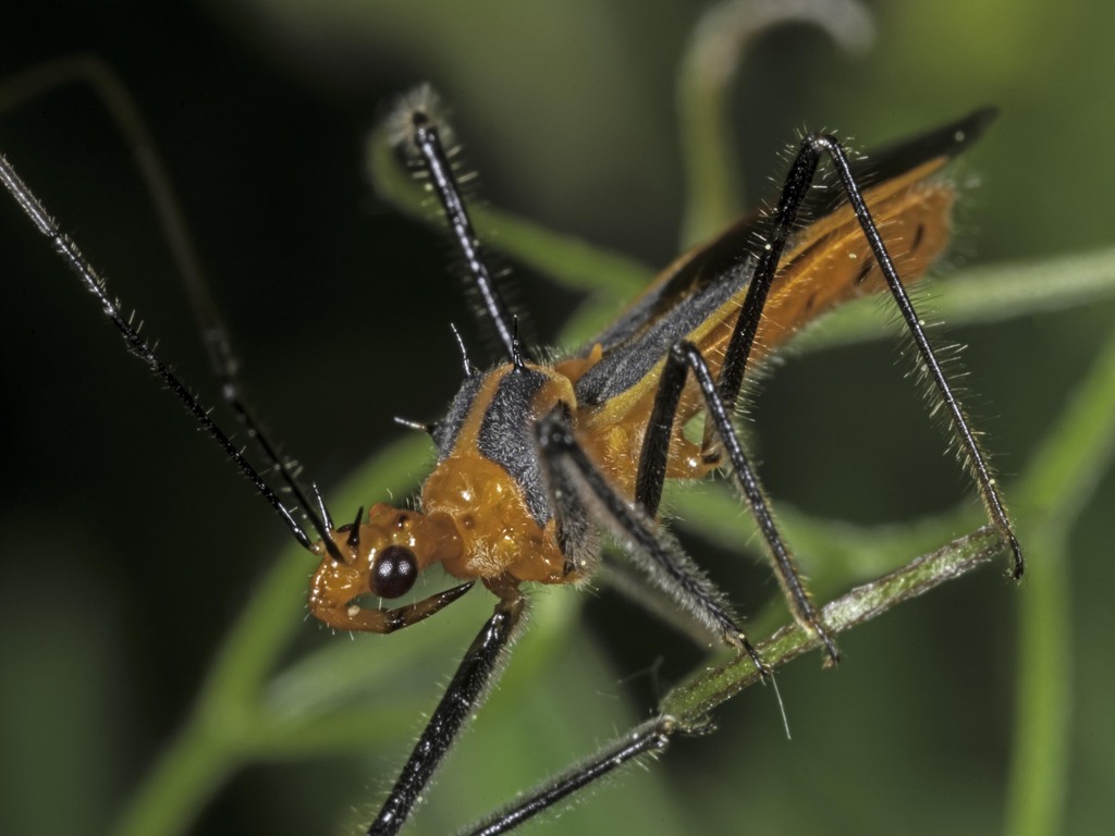 Milkweed Assassin Bug Bite