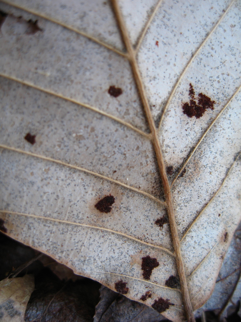 American beech from Great Swamp Wildlife Refuge, New Jersey on March 21 ...