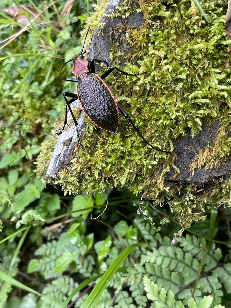 Carabus nankotaizanus from 五峰鄉, TW on April 25, 2023 at 11:54 AM by ...