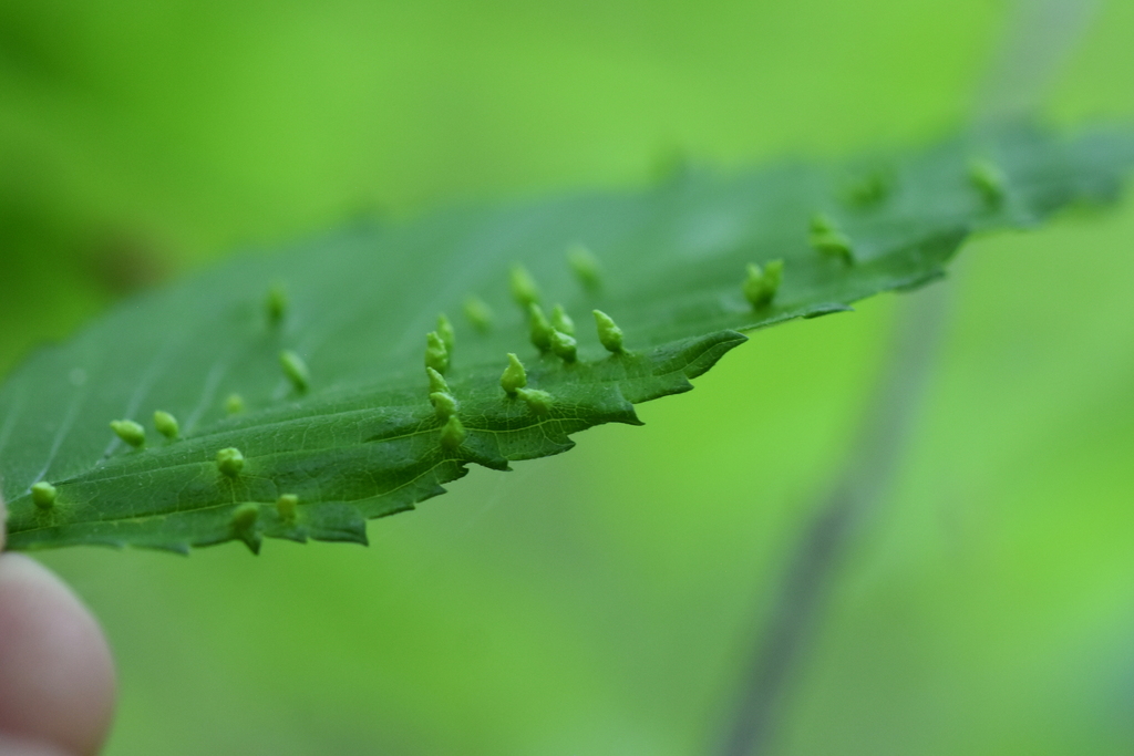 Elm Finger Gall Mite from Johnson City, TN, USA on April 26, 2023 at 04 ...