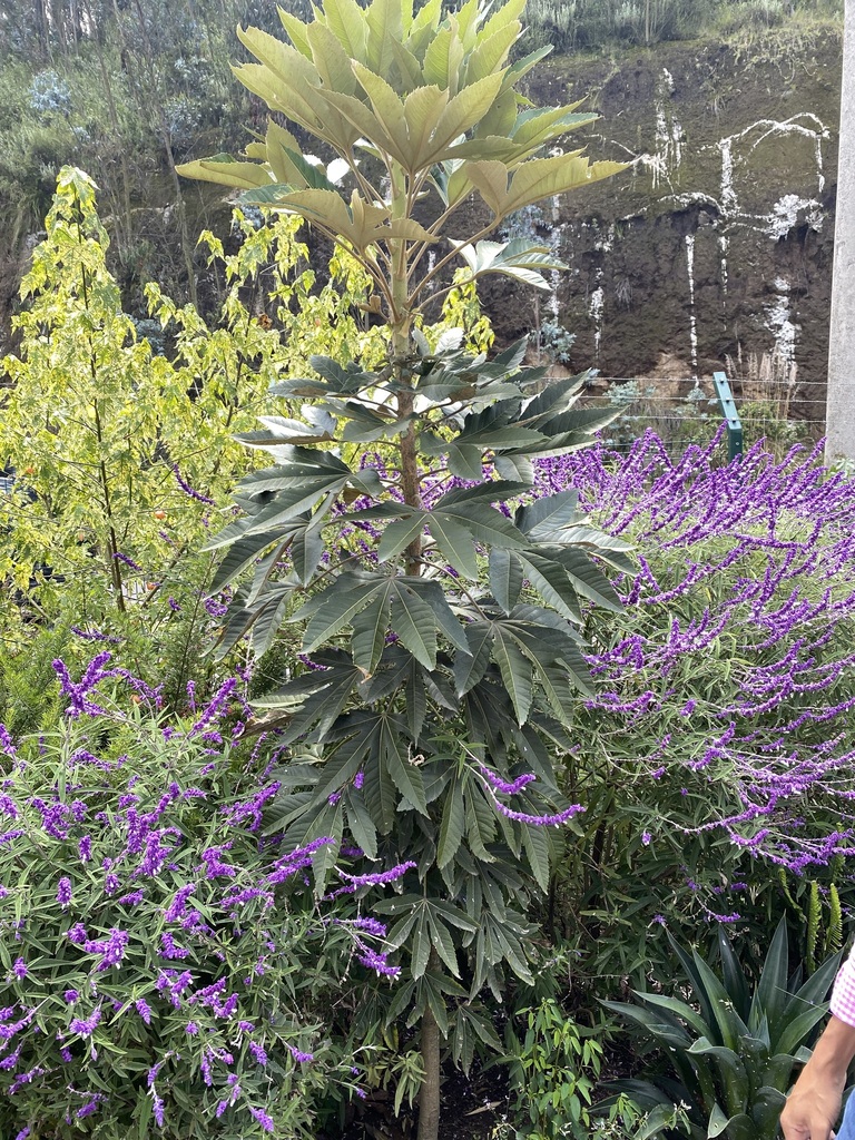 flowering plants from quito on April 24, 2023 at 01:20 PM by Raúl ...