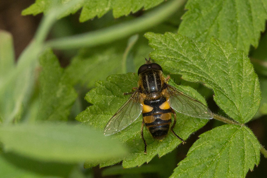 Narrow-headed Marsh Fly from 1409 Kings Rd, Schenectady, NY 12303, USA ...