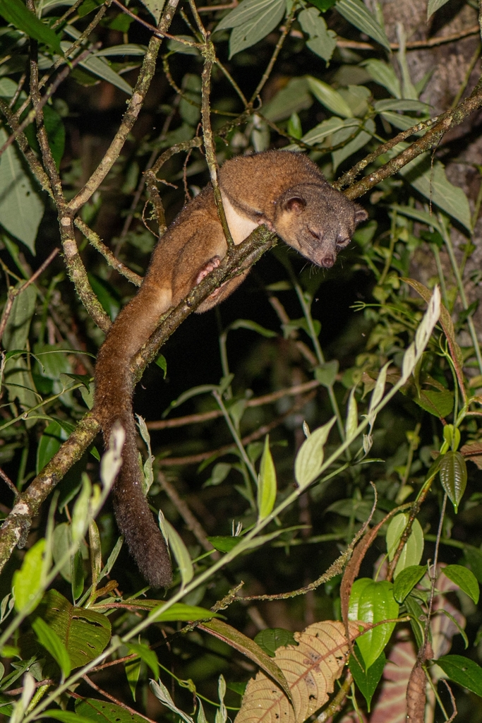 Northern Olingo from El Carmen de Atrato, Chocó, Colombia on January 12 ...