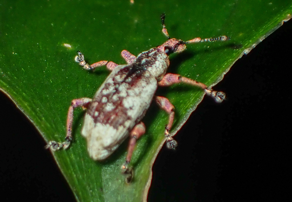 Claeoteges virosa from Puntarenas Province, Monteverde, Costa Rica on ...