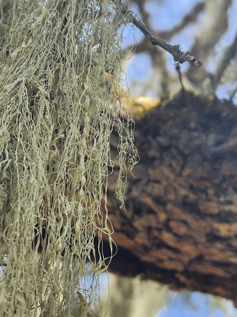 lace lichen from Roseburg, OR 97470, USA on April 26, 2023 at 02:11 PM ...