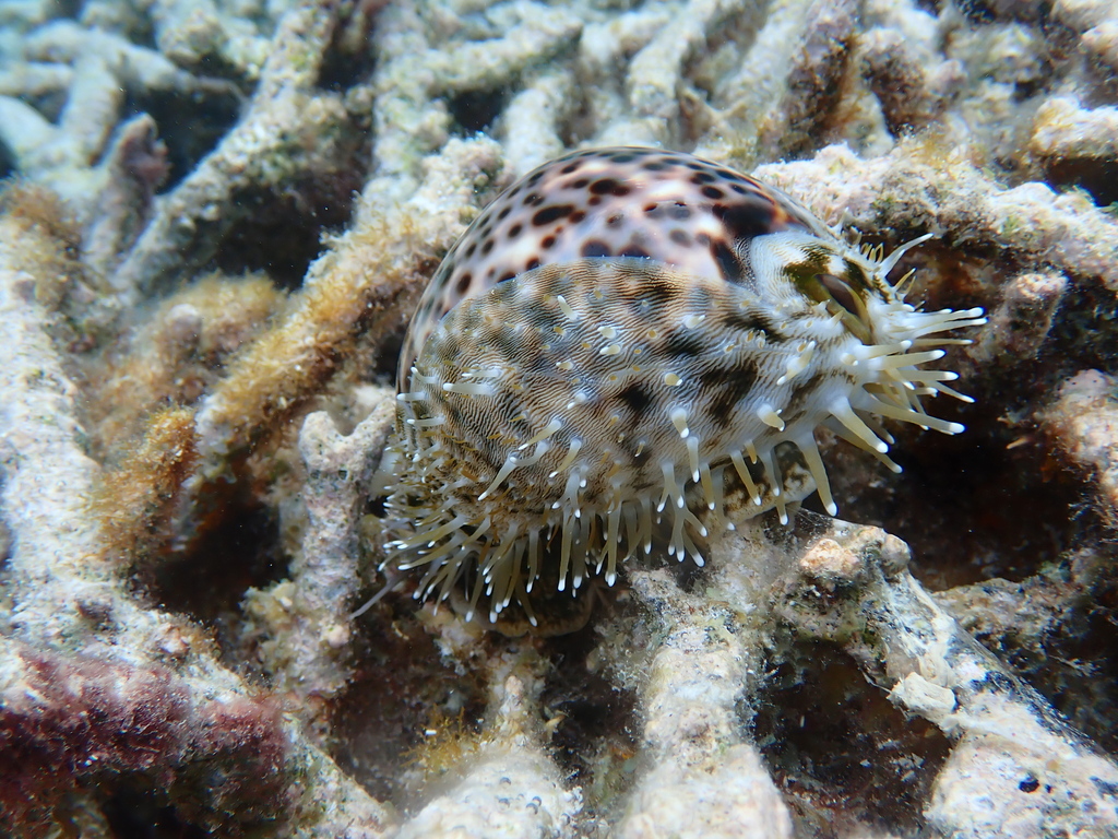 Tiger Cowry from Saipan, MP on December 24, 2022 at 01:30 PM by Ilan ...