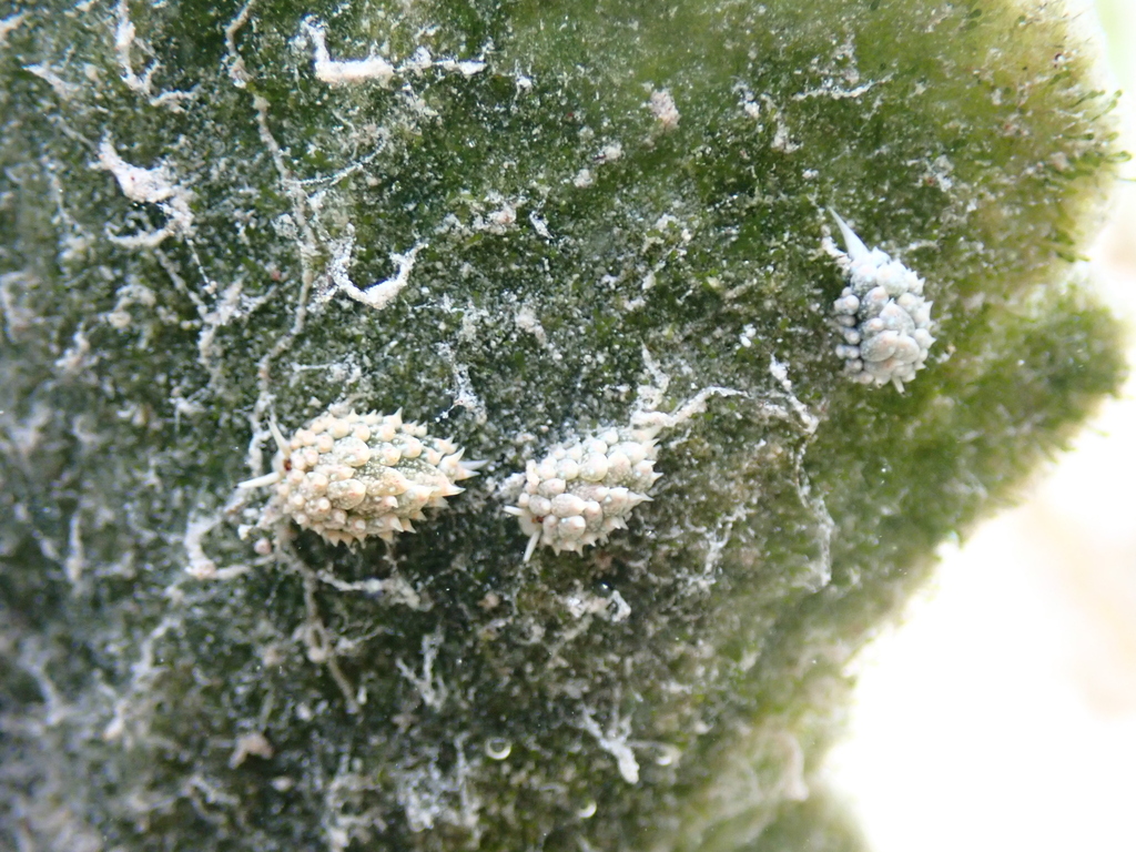 little leaf-sheep from Saipan, MP on December 22, 2022 at 12:38 PM by ...