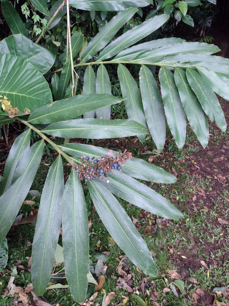Native Ginger from Atherton, AU-QL, AU on April 27, 2023 at 04:48 PM by ...