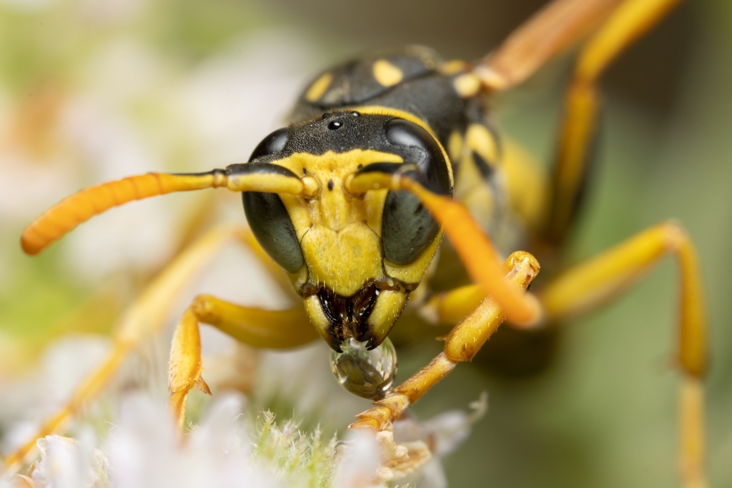 European Paper Wasp from Jardin des Plantes on August 15, 2022 at 11:15 ...