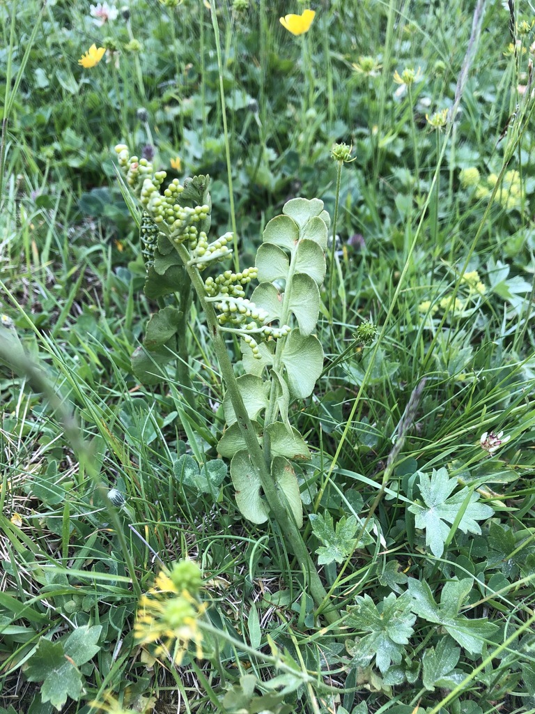 common moonwort from Quinto, Suisse on June 30, 2022 at 09:04 AM by ...