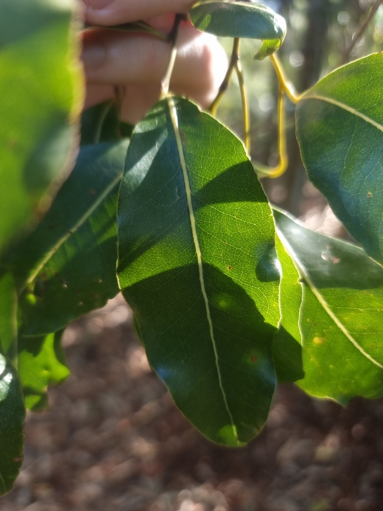 Endiandra sieberi from Watersleigh NSW 2540, Australia on April 27 ...