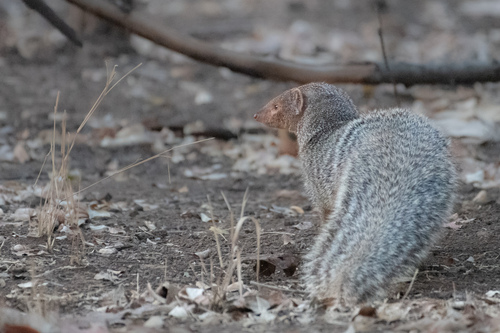 Northwest Indian Grey Mongoose (Subspecies Urva edwardsii montanus ...