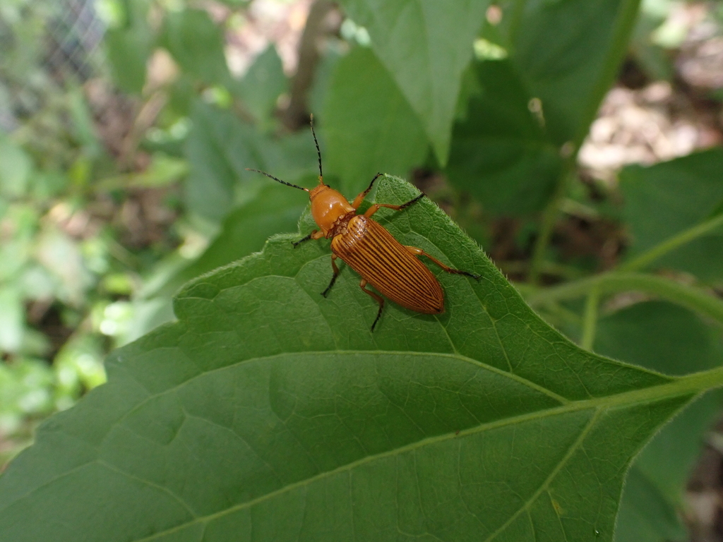 Hemiops flava from 台灣高雄市 on July 02, 2020 at 10:00 AM by Bo-hao Chen ...