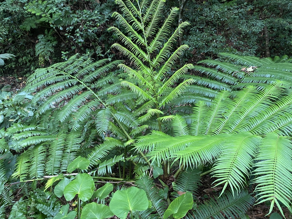 king fern in April 2023 by 孫穩翔 · iNaturalist