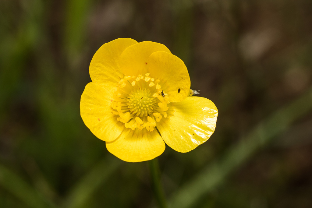 Jersey Buttercup from Southern Aegean, Greece on April 12, 2023 at 10: ...