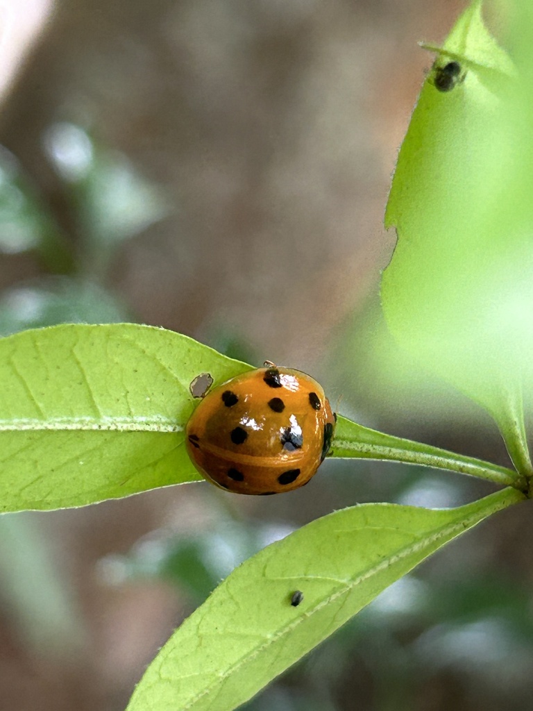 Greater Asian Lady Beetle from 太魯閣國家公園, 秀林鄉, TW on April 27, 2023 at 02 ...