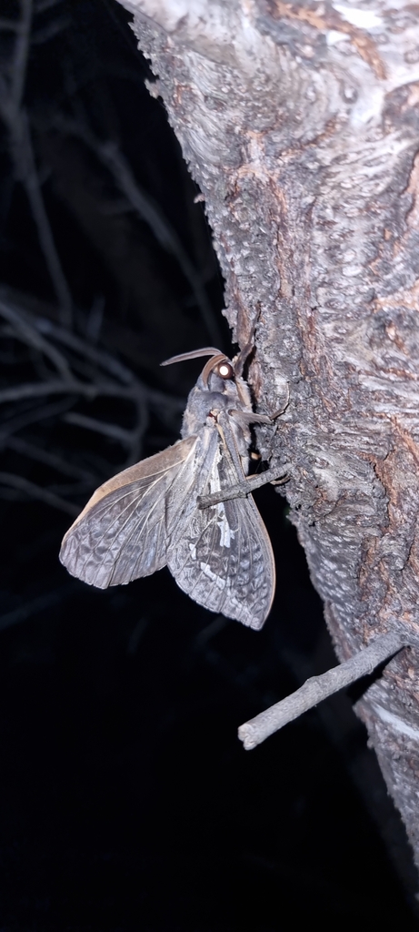 Bardi Moth from Eldorado VIC 3746, Australia on April 27, 2023 at 10:05 ...