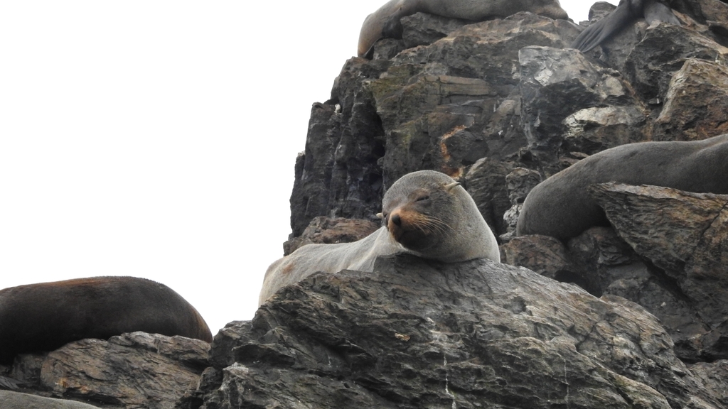 South American Fur Seal from Chile on April 5, 2023 at 12:14 PM by ...