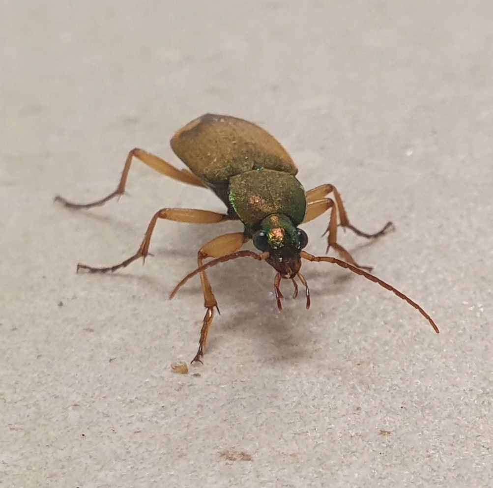 Chlaenius micans from China, Shen Zhen Shi, Guang Ming Qu, 圳美路口 邮政编码 ...