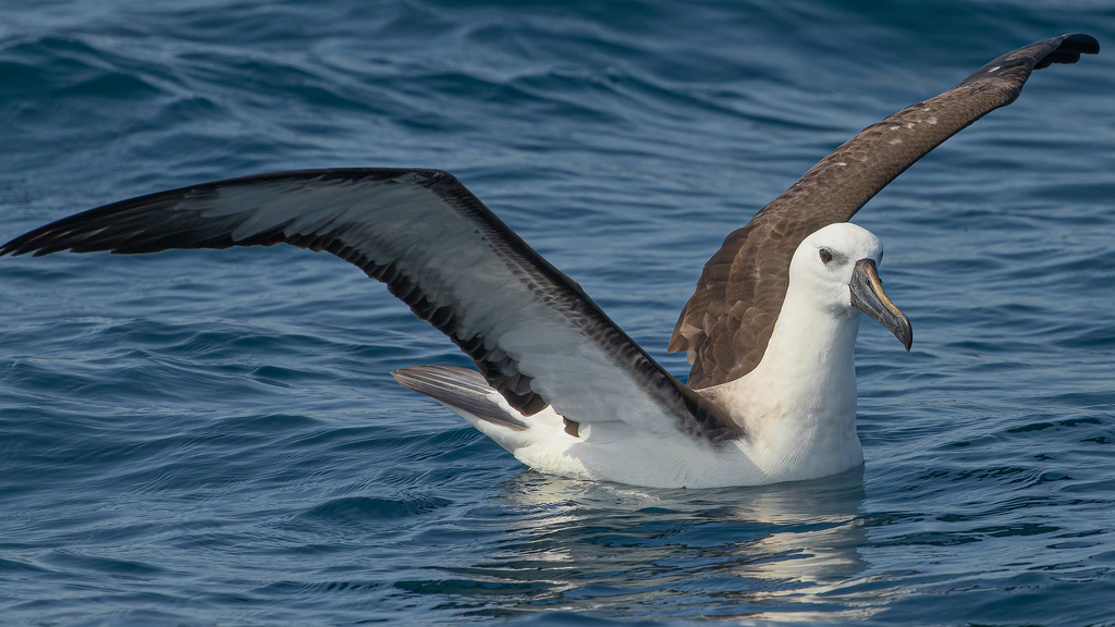 Yellow-nosed Albatross in July 2022 by Ricardo Mitidieri · iNaturalist