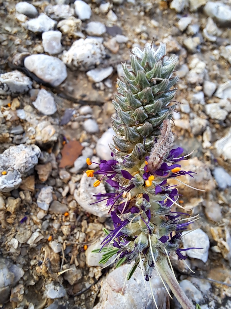 Comanche Peak Prairie Clover from Weatherford, TX 76086, USA on April ...