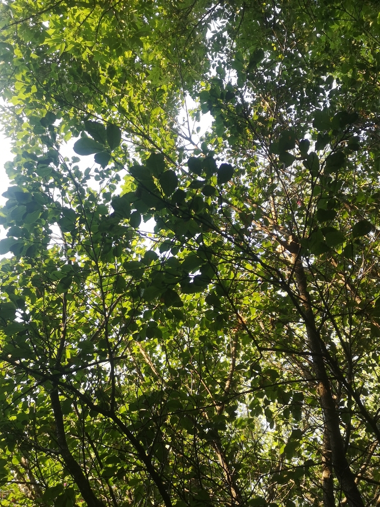 Shamel Ash from Manzana 002, Bosque de los Remedios, Naucalpan de ...