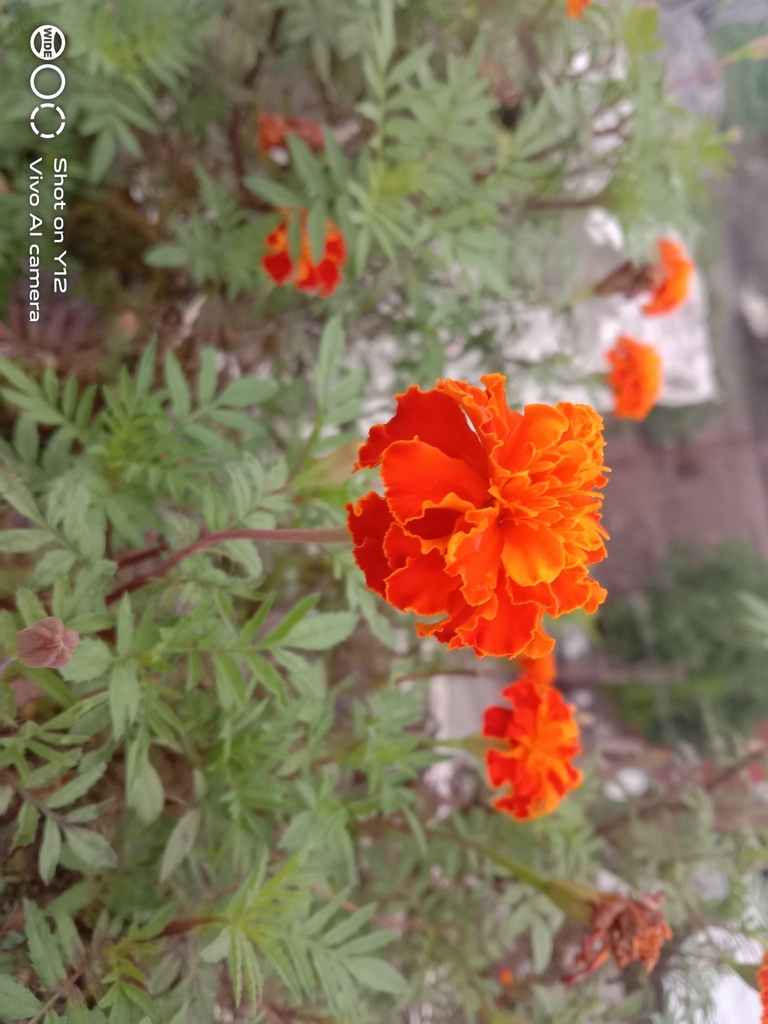 Mexican marigold from 62MR+5MR, Bajipahumara, Assam 786613, India on ...
