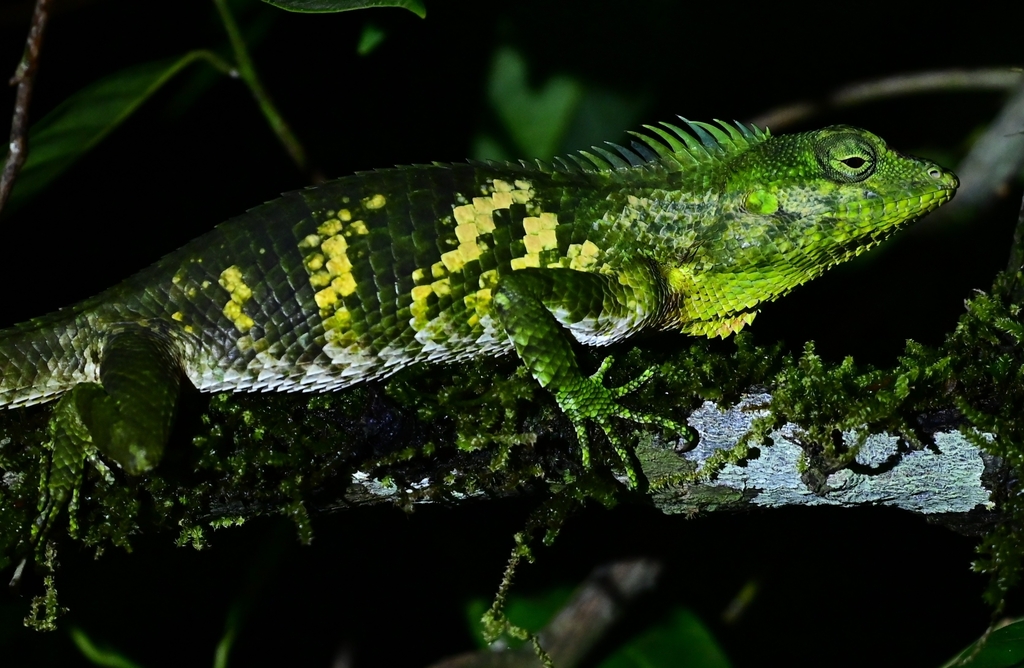Large Scaled Forest Lizard from Athirappilly on April 19, 2023 at 09:44 ...