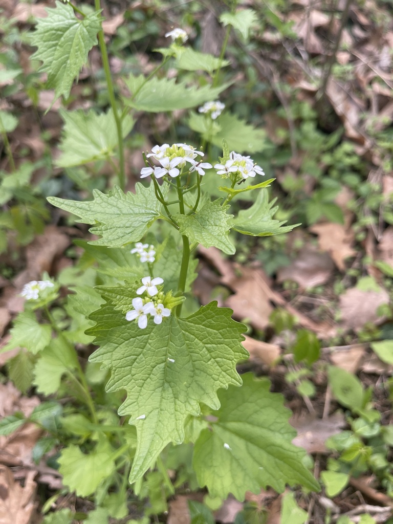 garlic mustard from Green Ridge Rd, Mechanicsburg, PA, US on April 27 ...