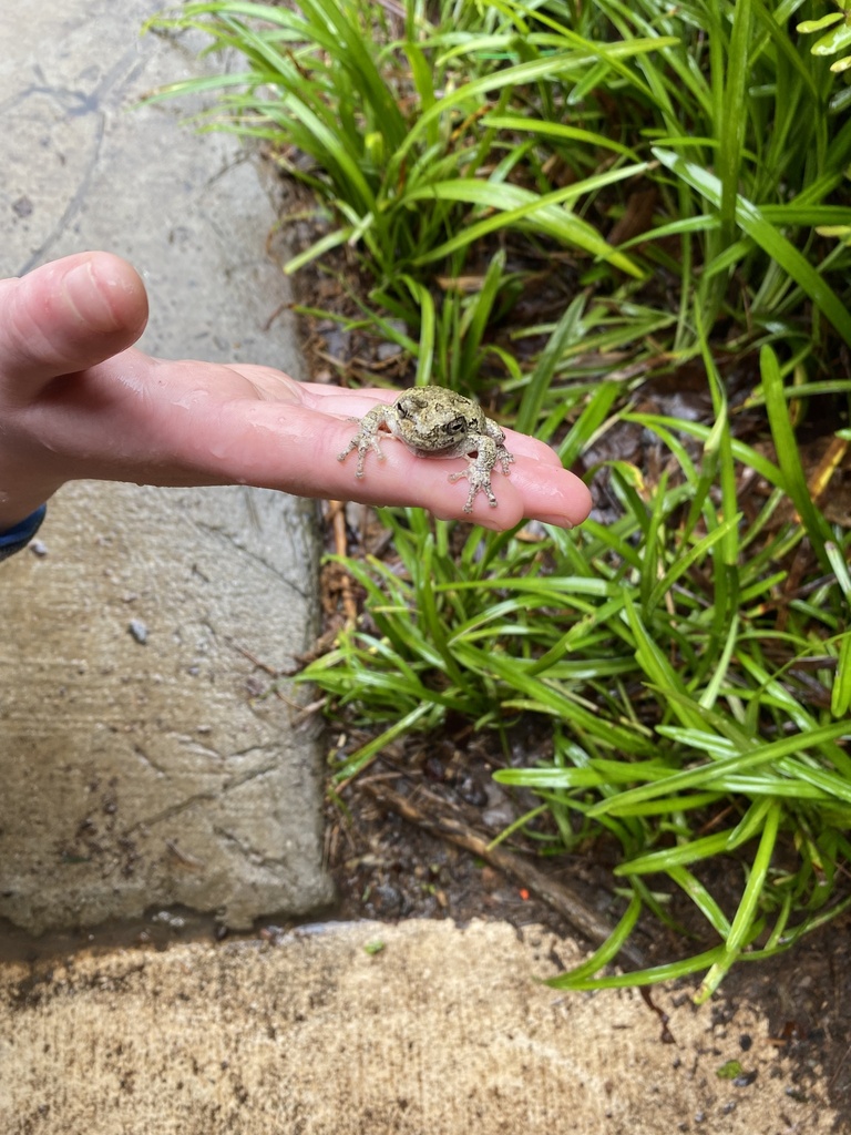 Gray Treefrog Species Complex in April 2023 by Stacey Bry Stover ...