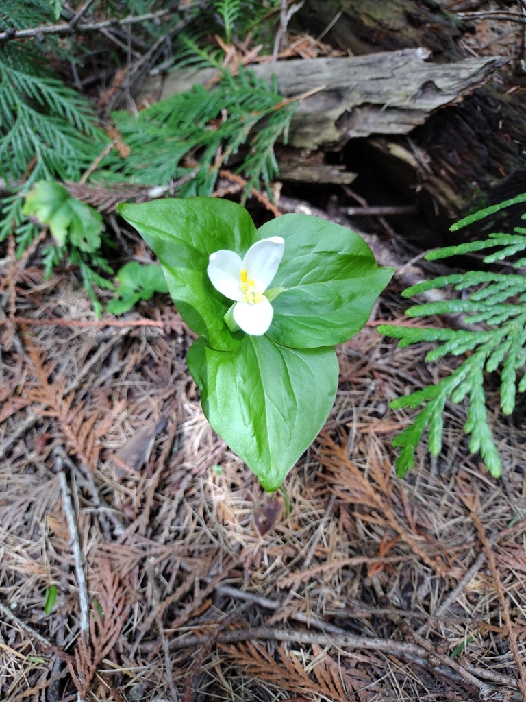 Pacific trillium from Moscow on April 27, 2023 at 11:33 AM by Ryan ...