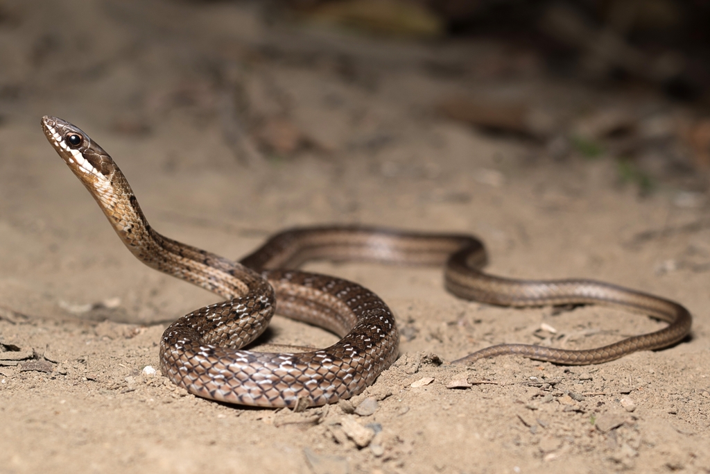 Plee's Tropical Racer from Carepa, Antioquia, Colombia on March 08 ...