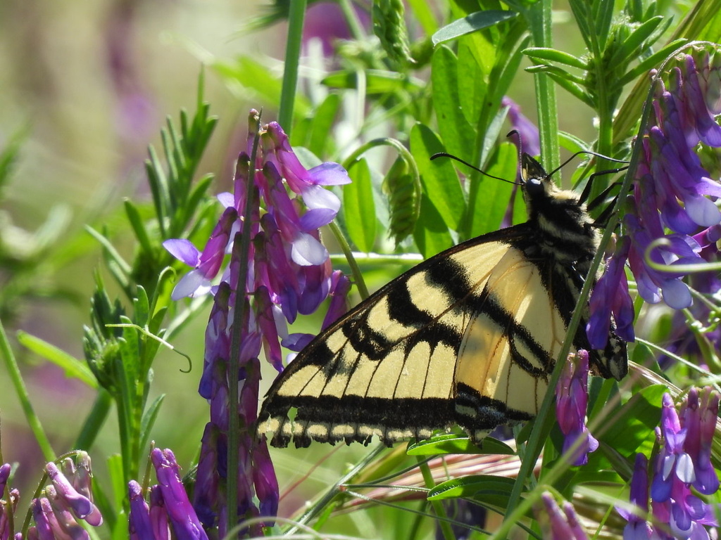 Western Tiger Swallowtail from Glenn, CA, US on April 27, 2023 at 11:42 ...