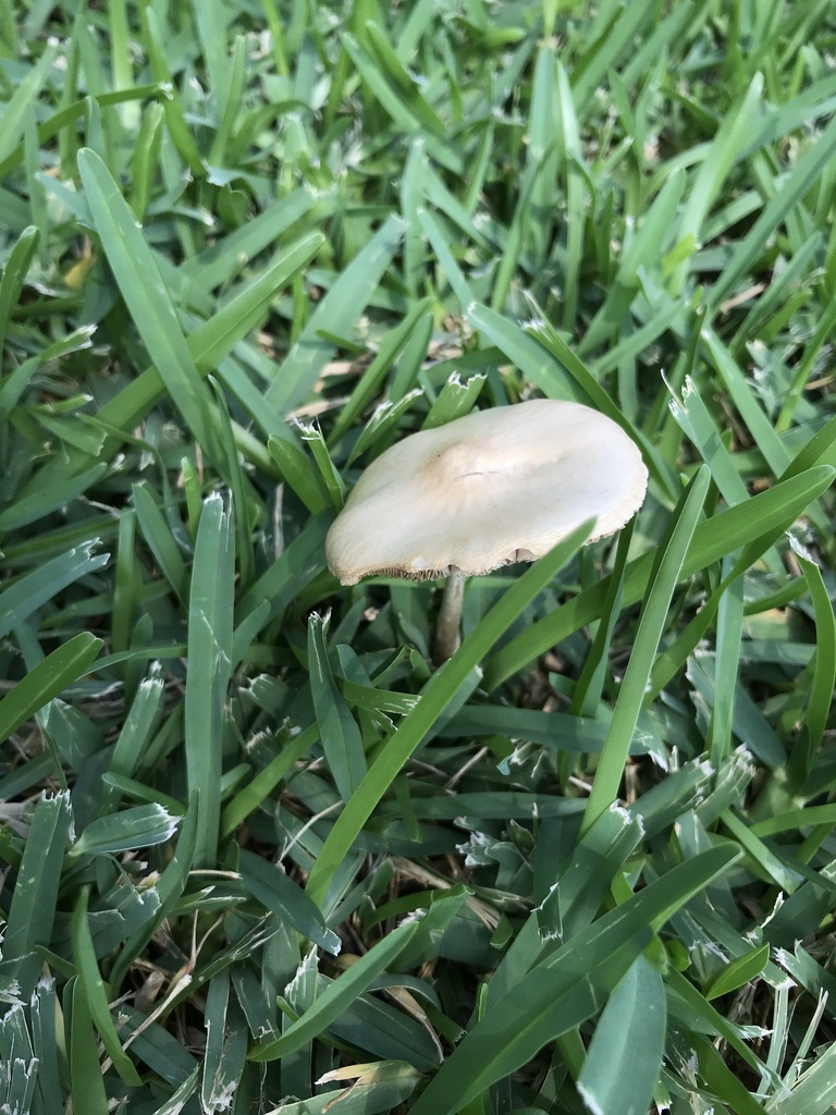 Bolbitius from Universidad Nacional Agraria de La Molina, Departamento ...