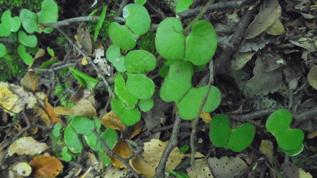 Corybas trilobus from Kaitawa Track Eastern Bays on November 29, 2015 ...